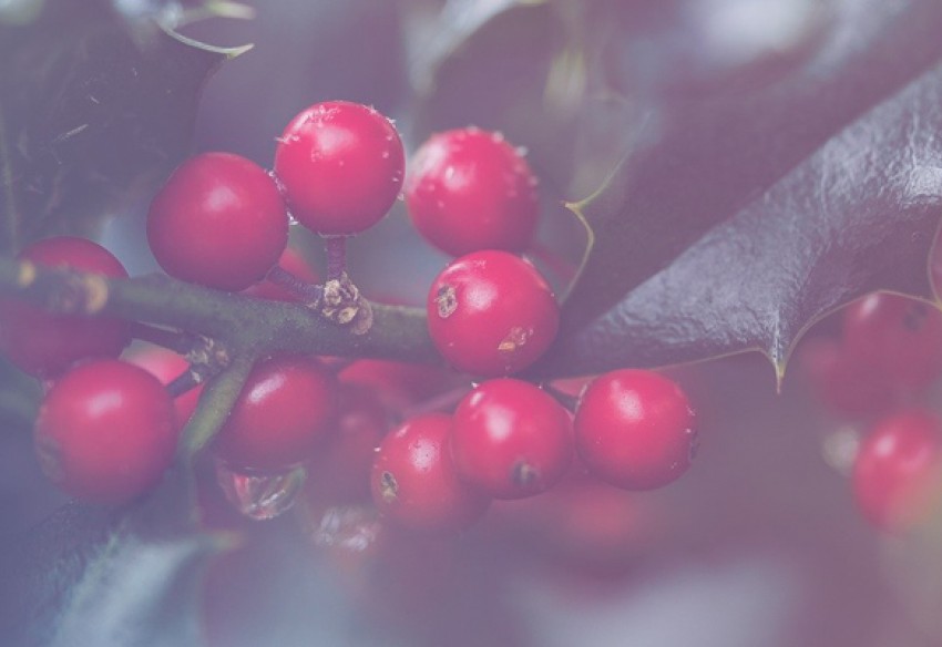 Conheça o Yule, a celebração que se assemelha ao Natal!